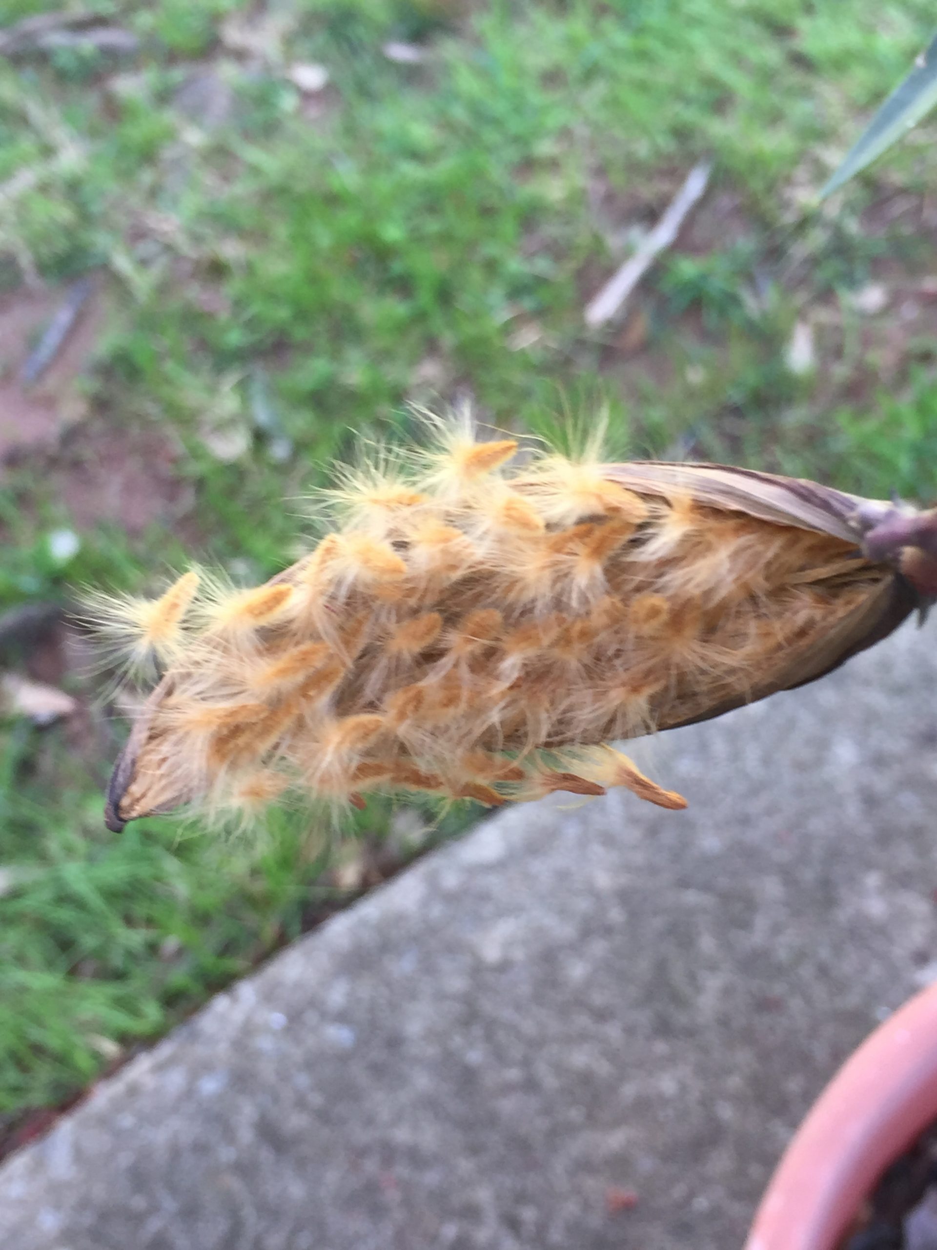 Oleander Seed Pod | Walter Reeves: The Georgia Gardener