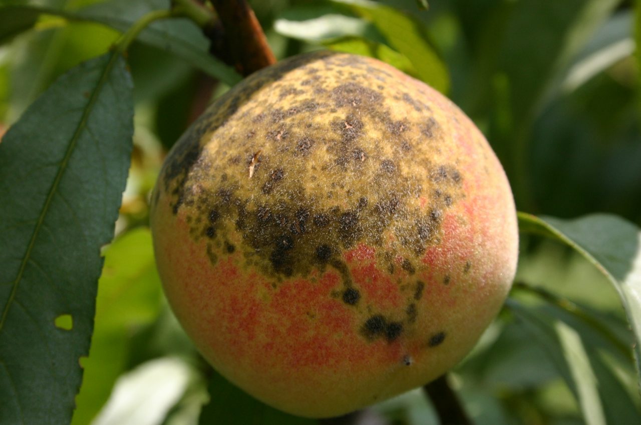 Pecan Trees – Growth | Walter Reeves: The Georgia Gardener
