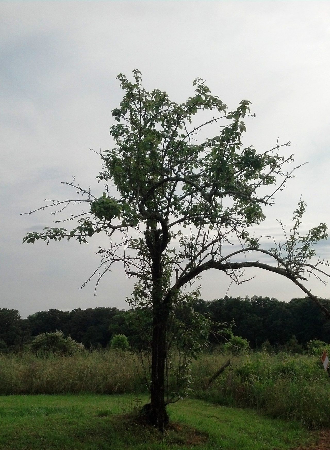 Shademaster Locust Tree | Walter Reeves: The Georgia Gardener