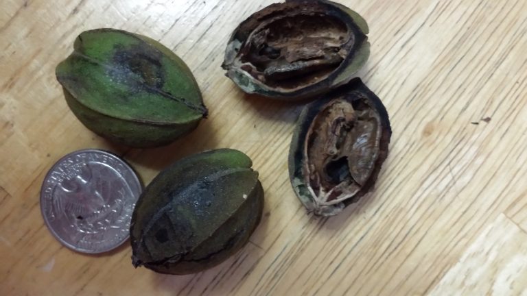 Pecan – Scab Disease | Walter Reeves: The Georgia Gardener