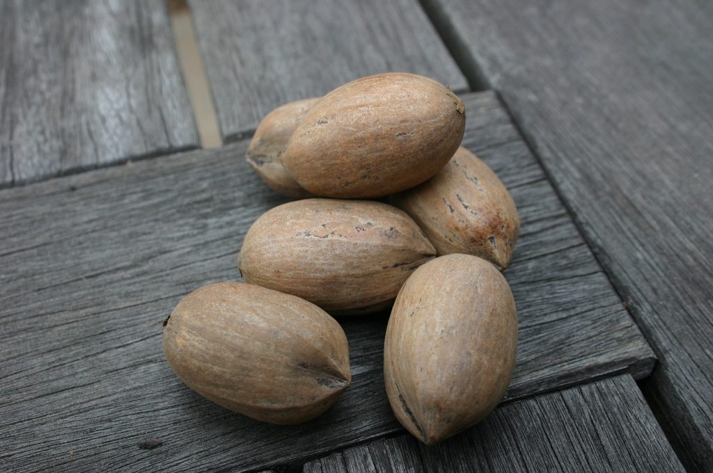 How to Identify Invasive Grass | Walter Reeves: The Georgia Gardener