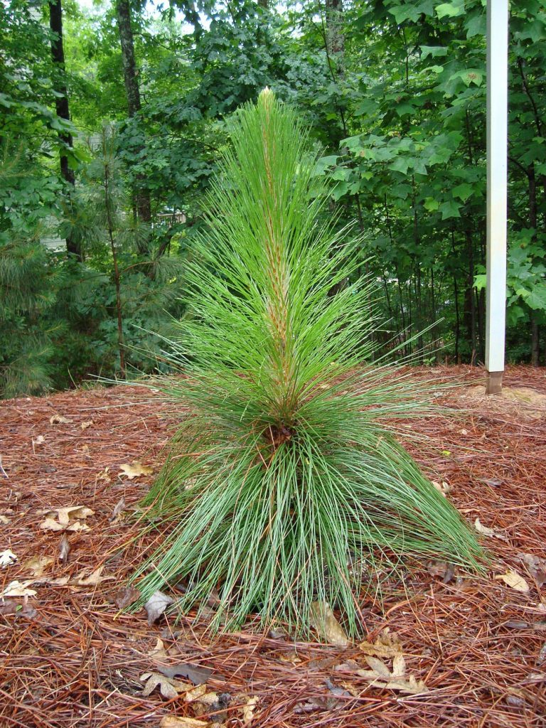 Longleaf Pine – Identification | Walter Reeves: The Georgia Gardener