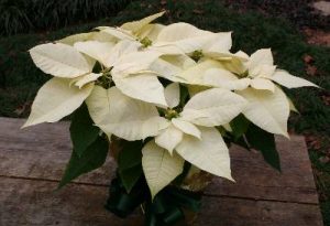 Doodlebug – Identification | Walter Reeves: The Georgia Gardener
