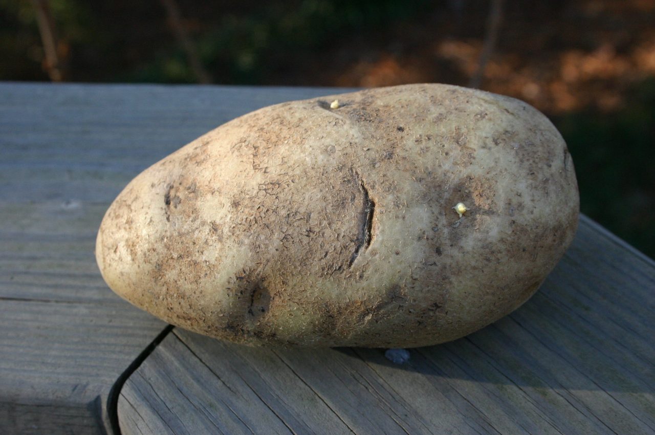 Potato | Walter Reeves: The Georgia Gardener