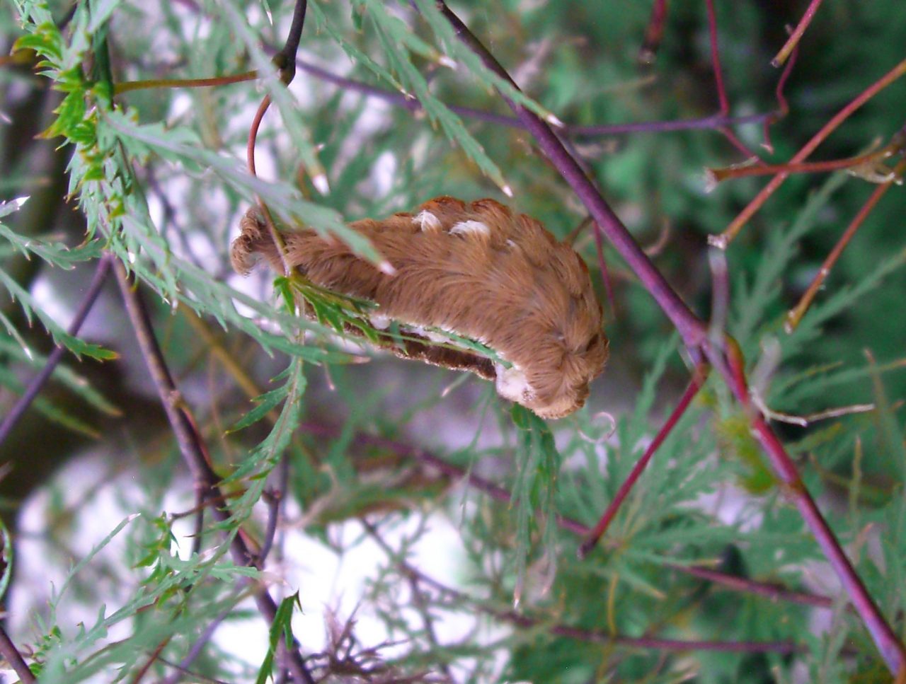 Puss Caterpillar – Identification | Walter Reeves: The Georgia Gardener