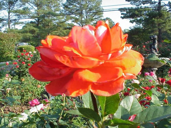 Walter Reeves: The Georgia Gardener | Expert Garden Tips