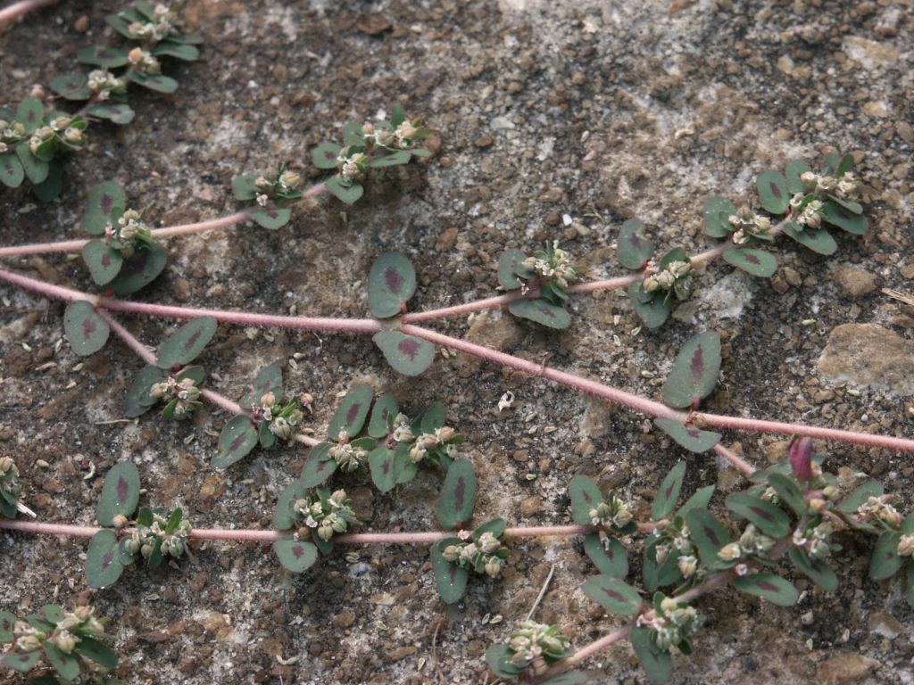 Venomous (Poisonous) Caterpillars – Photos | Walter Reeves: The Georgia ...