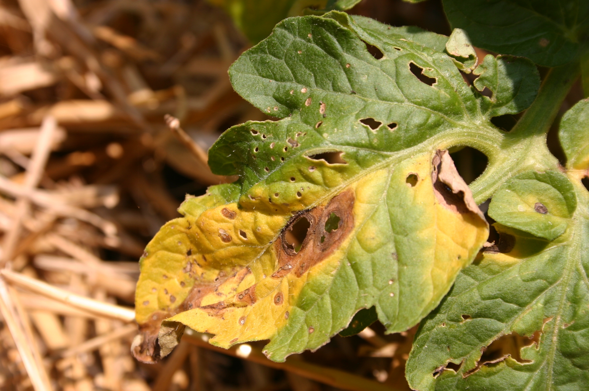 Tomato Early Blight Walter Reeves The Georgia Gardener
