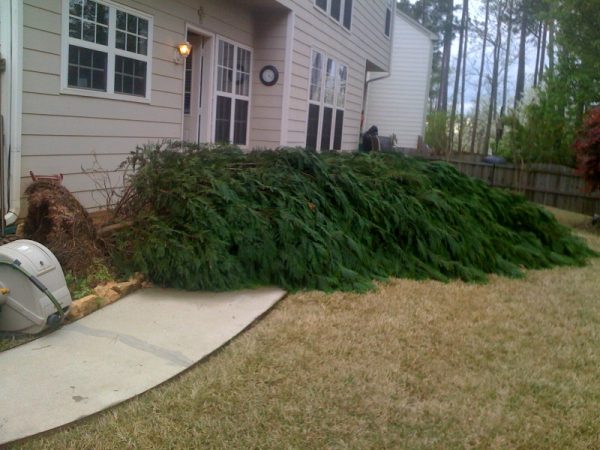 Leyland Cypress – Planting Correctly | Walter Reeves: The Georgia Gardener