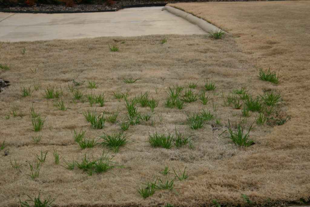 bermuda grass? | Walter Reeves: The Georgia Gardener