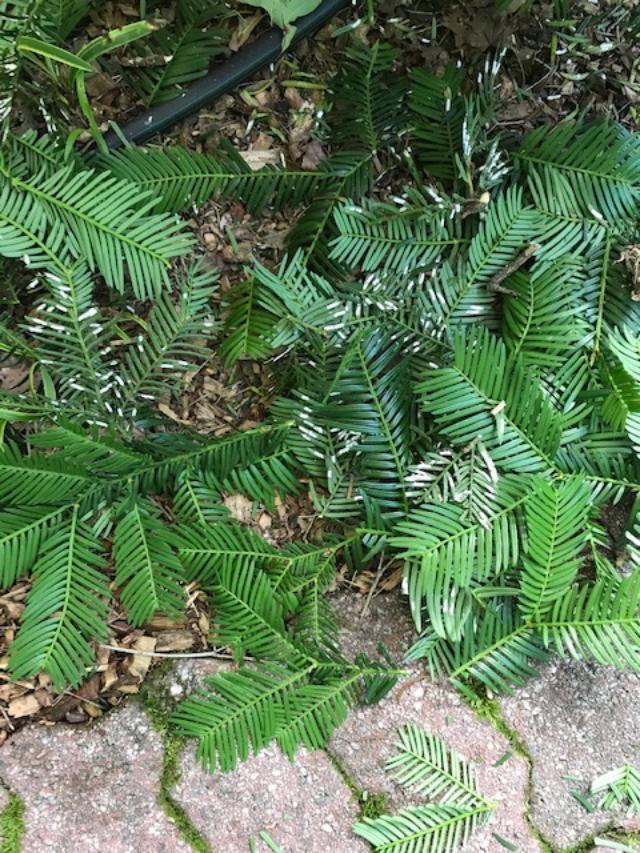 Cottony taxus scale on yew | Walter Reeves: The Georgia Gardener