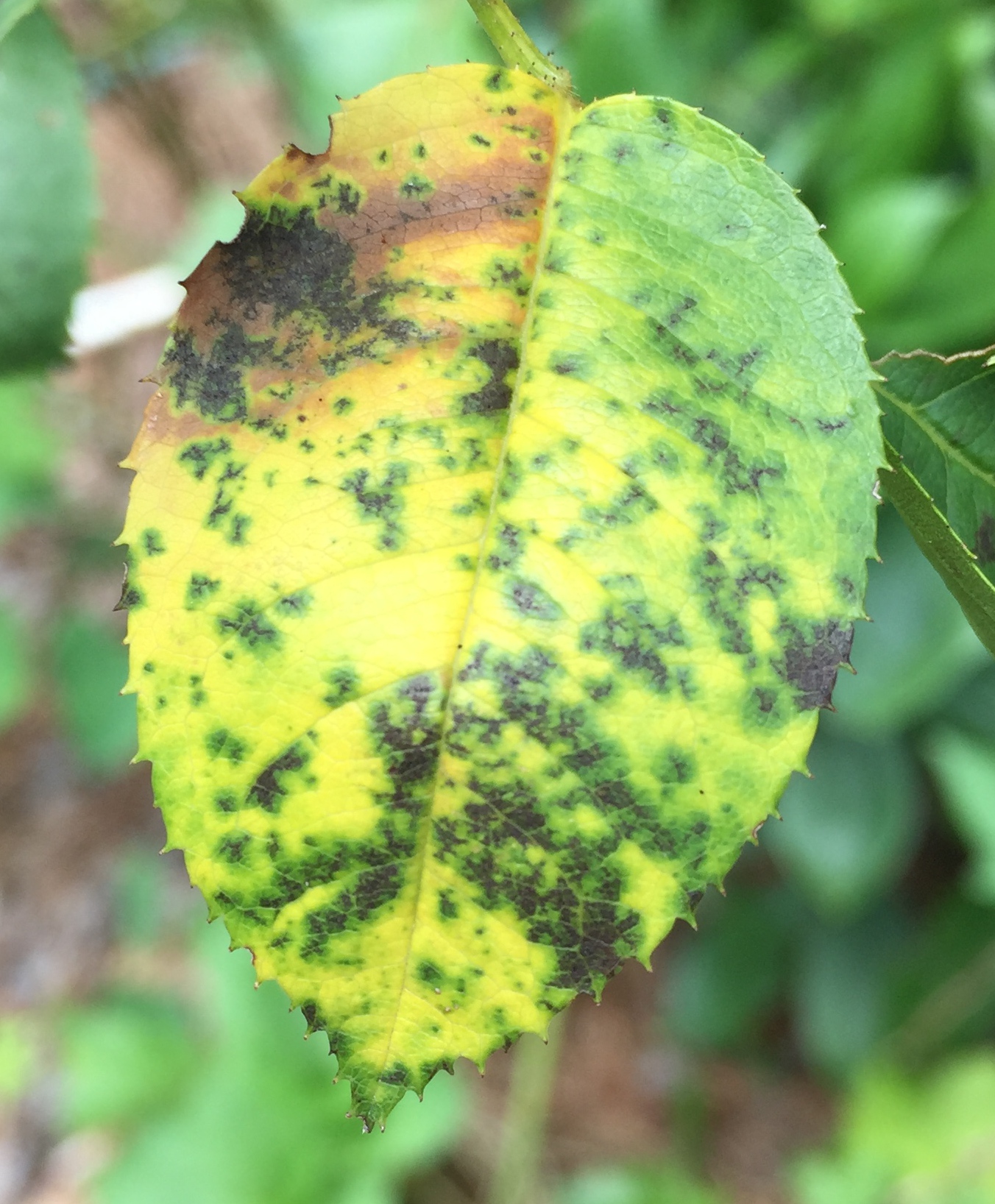 Roses Yellow And Black Spots On Leaves