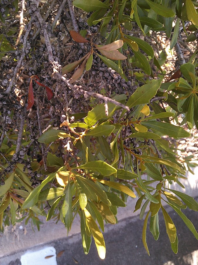 Lemon Smelling Shrub | Walter Reeves: The Georgia Gardener