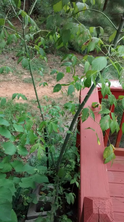 need help in identifying this plant | Walter Reeves: The Georgia Gardener