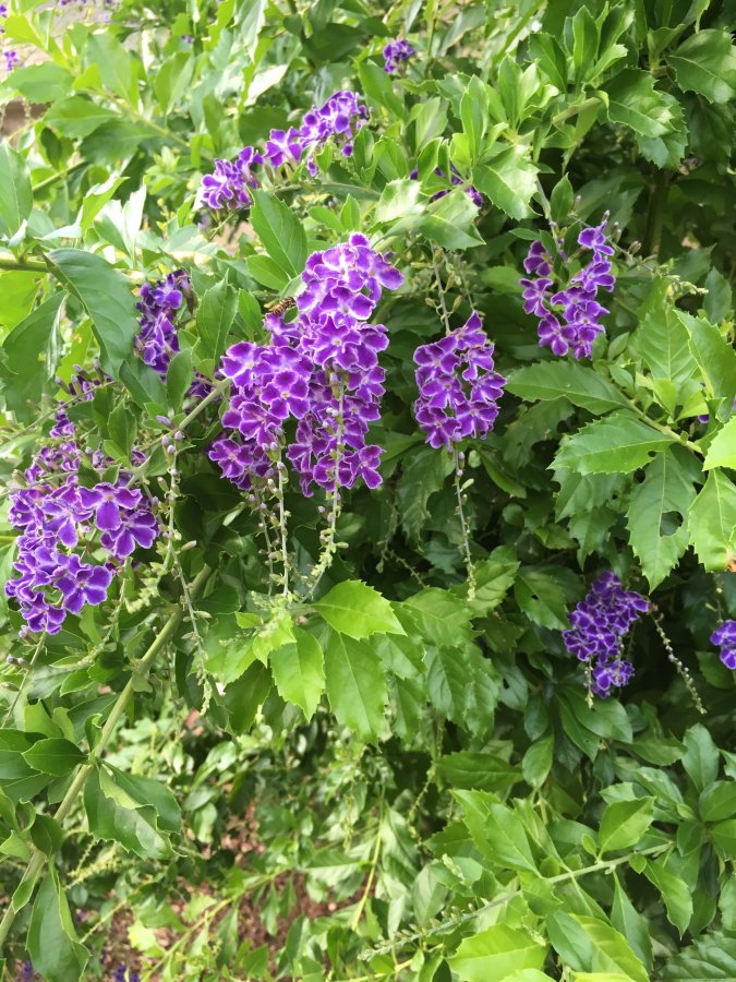 Purple flowering shrub | Walter Reeves: The Georgia Gardener
