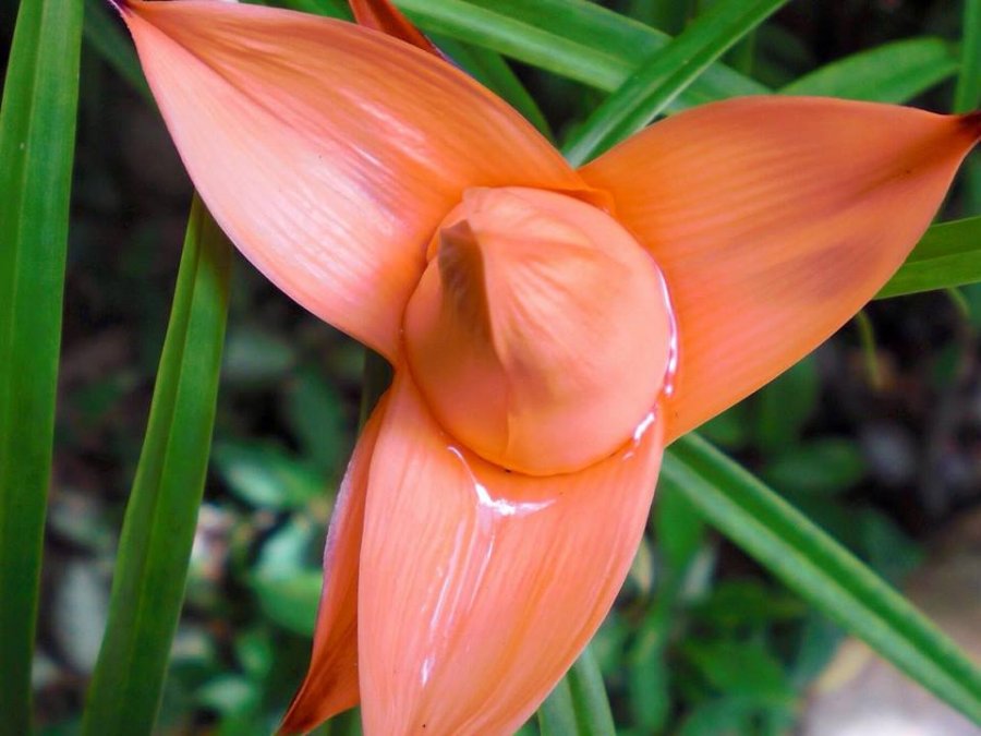 Unknown Flower Plant | Walter Reeves: The Georgia Gardener