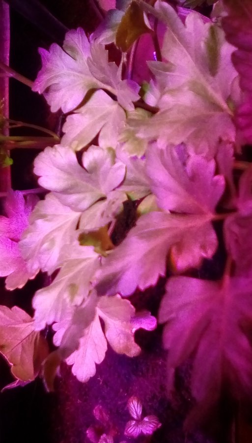 this is not a strawberry plant? | Walter Reeves: The Georgia Gardener