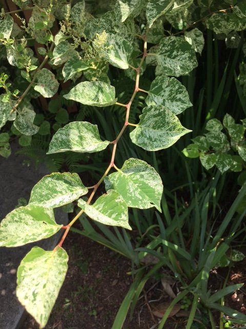 What plant is this | Walter Reeves: The Georgia Gardener