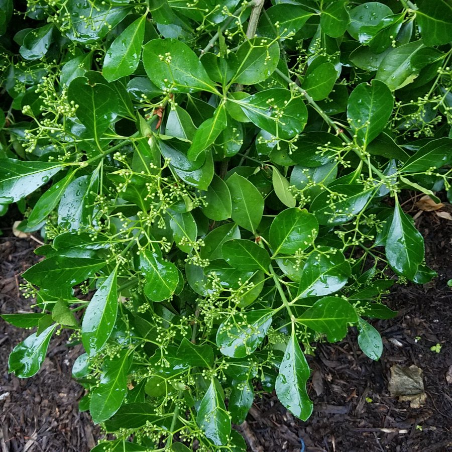 Giant bush | Walter Reeves: The Georgia Gardener