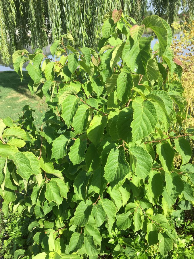 Hickory bush or tree? | Walter Reeves: The Georgia Gardener