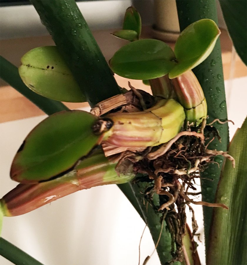 Can anyone ID this Tropical Plant | Walter Reeves: The Georgia Gardener