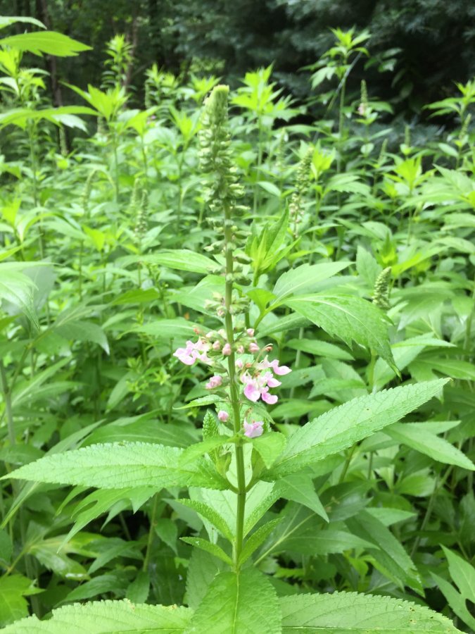 help identifying a plant | Walter Reeves: The Georgia Gardener