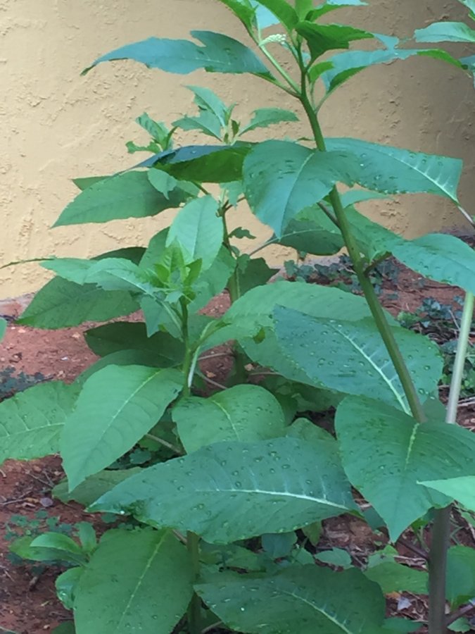 Broad leaf plant | Walter Reeves: The Georgia Gardener