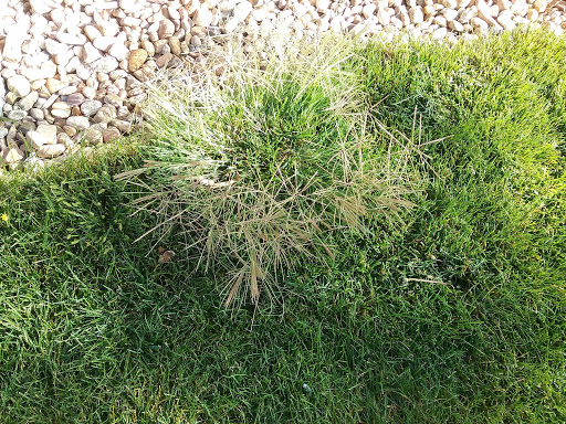 Weird Grass-Like Weed? | Walter Reeves: The Georgia Gardener