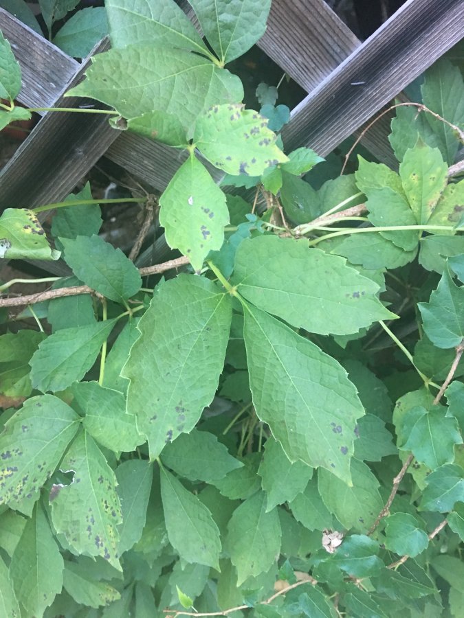 Poison ivy look alike? | Walter Reeves: The Georgia Gardener