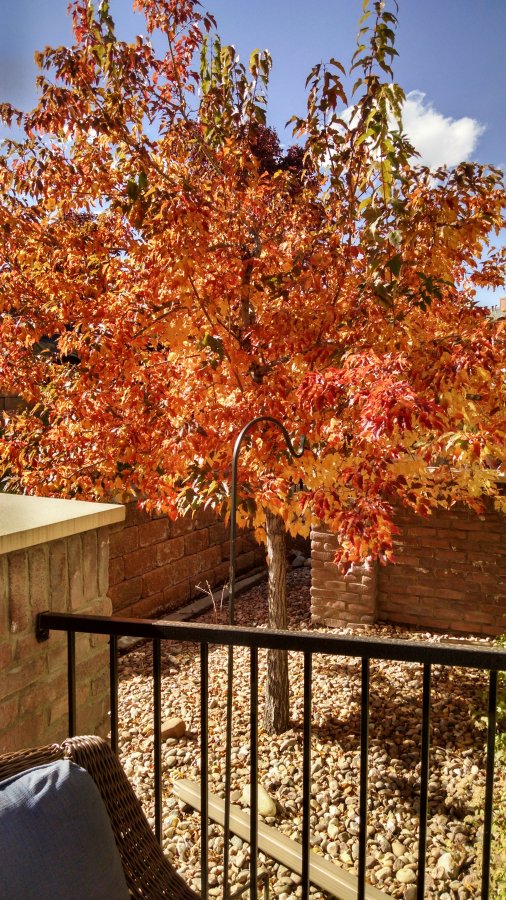 Denver Fall Foliage tree | Walter Reeves: The Georgia Gardener