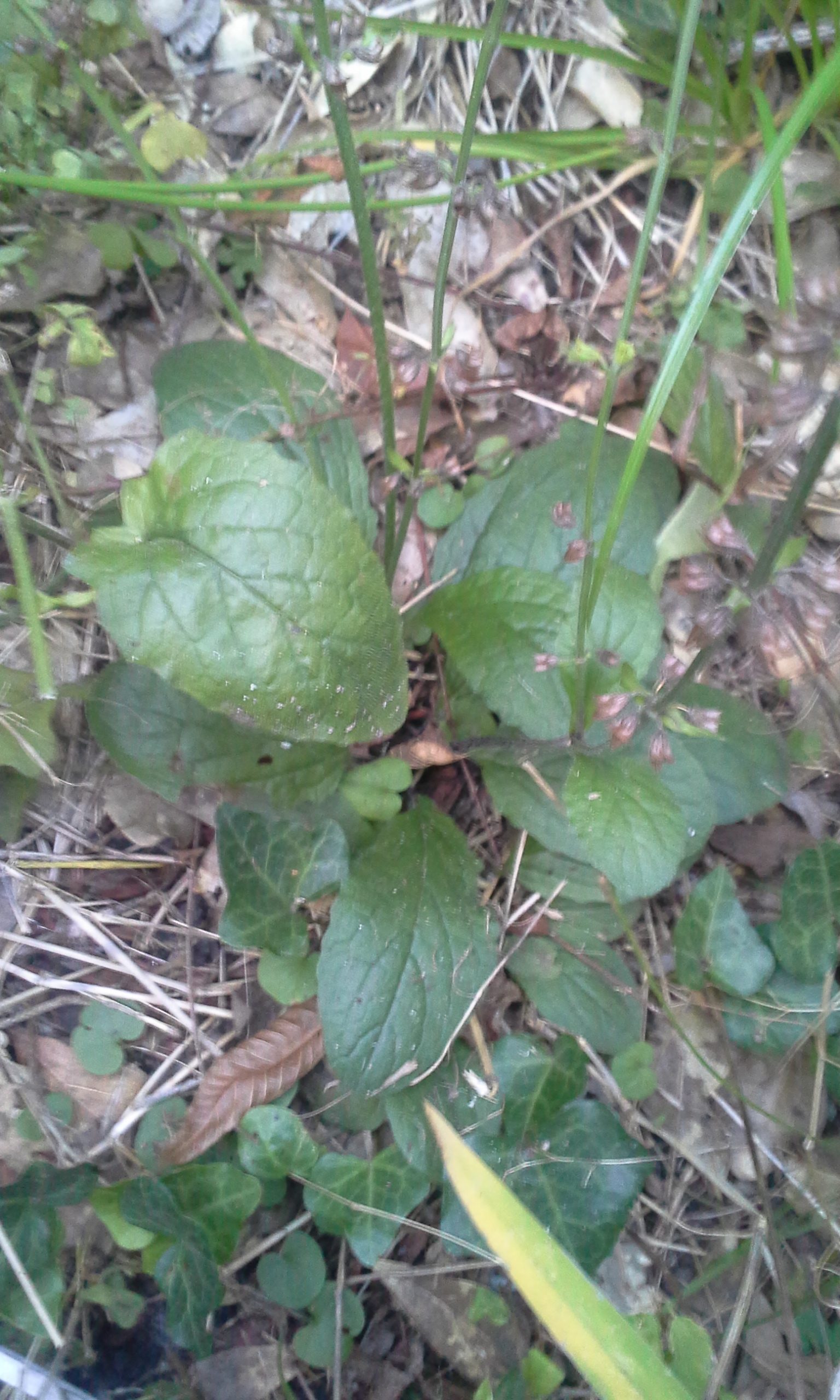 Texas Garden Weed | Walter Reeves: The Georgia Gardener