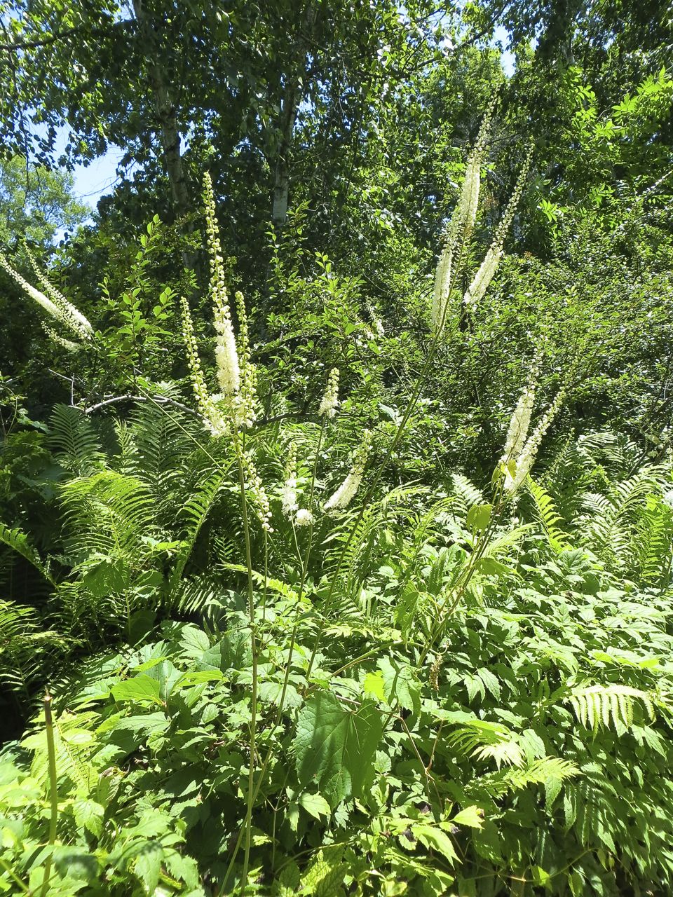 Tall white spike plant | Walter Reeves: The Georgia Gardener