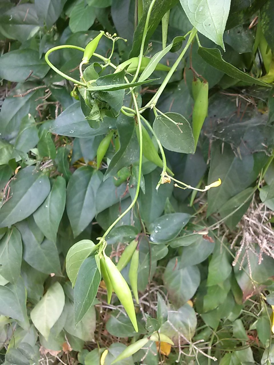 wild bean? weed? | Walter Reeves: The Georgia Gardener