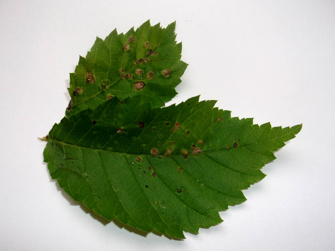 Raspberry Disease or Parasite? | Walter Reeves: The Georgia Gardener