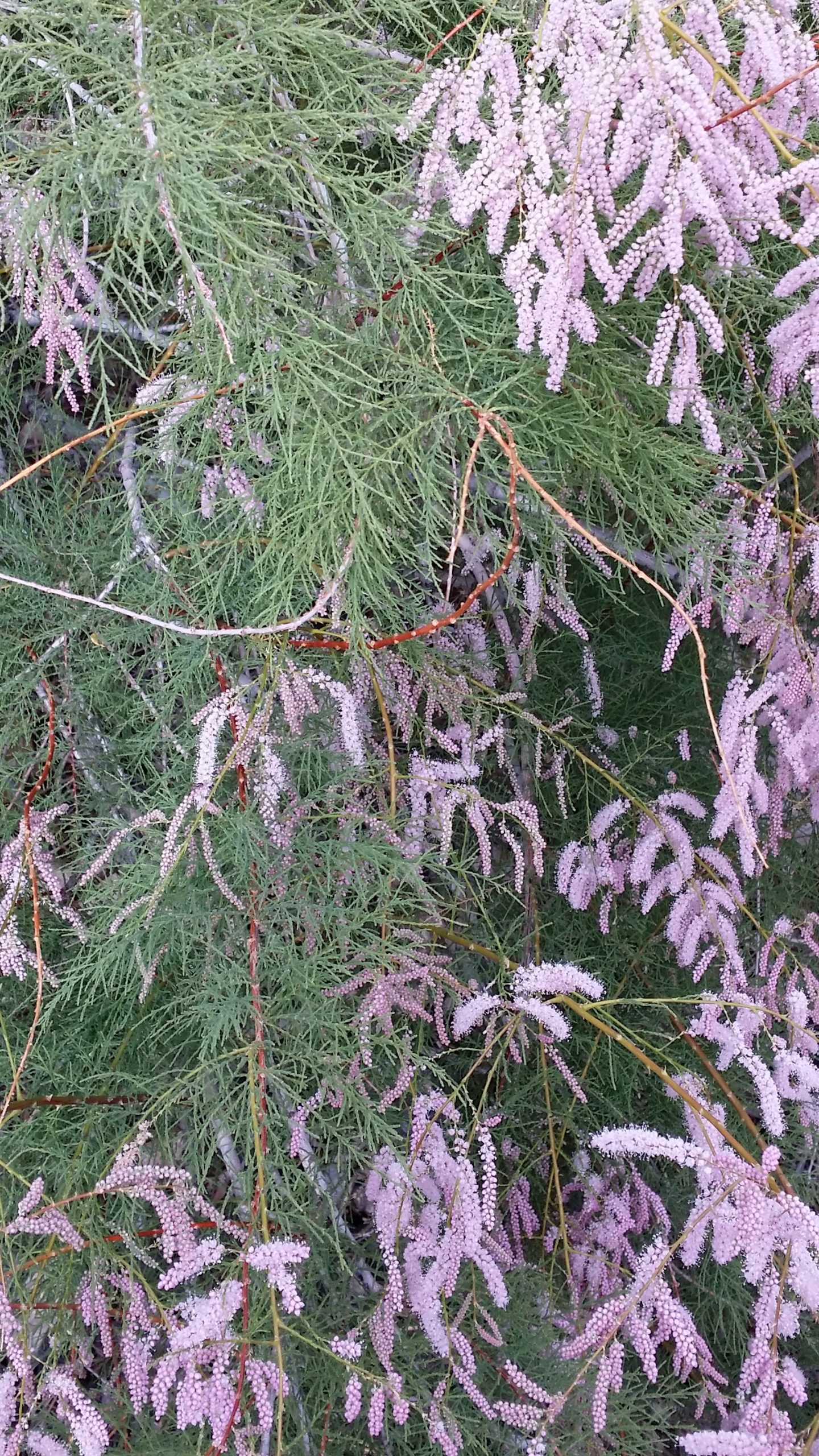 Pink Flowering Tree in S Nevada | Walter Reeves: The Georgia Gardener