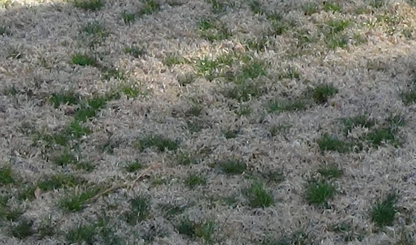 Grassy Weeds | Walter Reeves: The Georgia Gardener