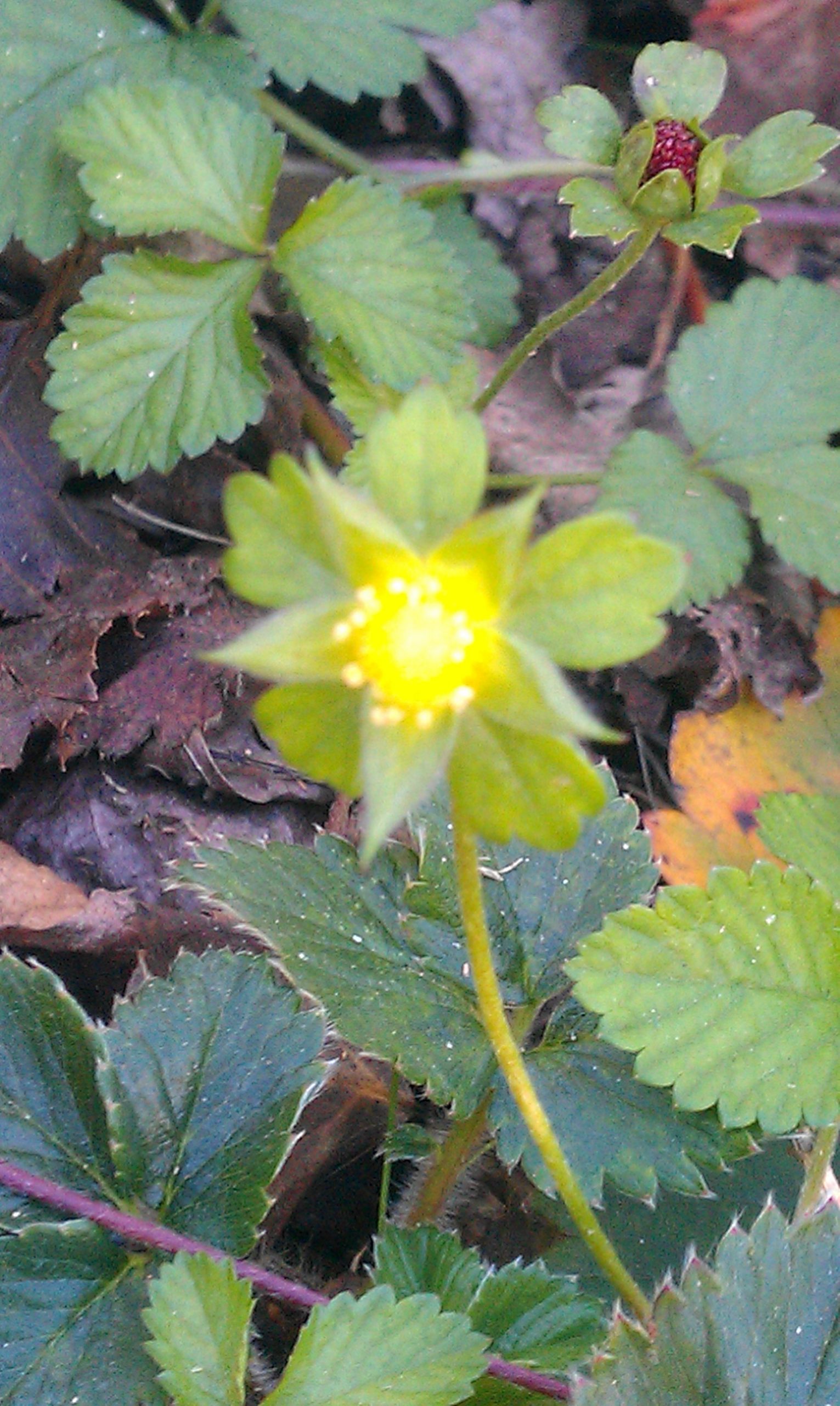 Strawbery Snakeberry | Walter Reeves: The Georgia Gardener