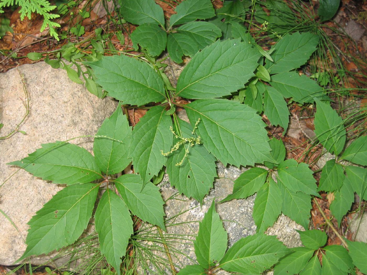 Is this another creeper? | Walter Reeves: The Georgia Gardener