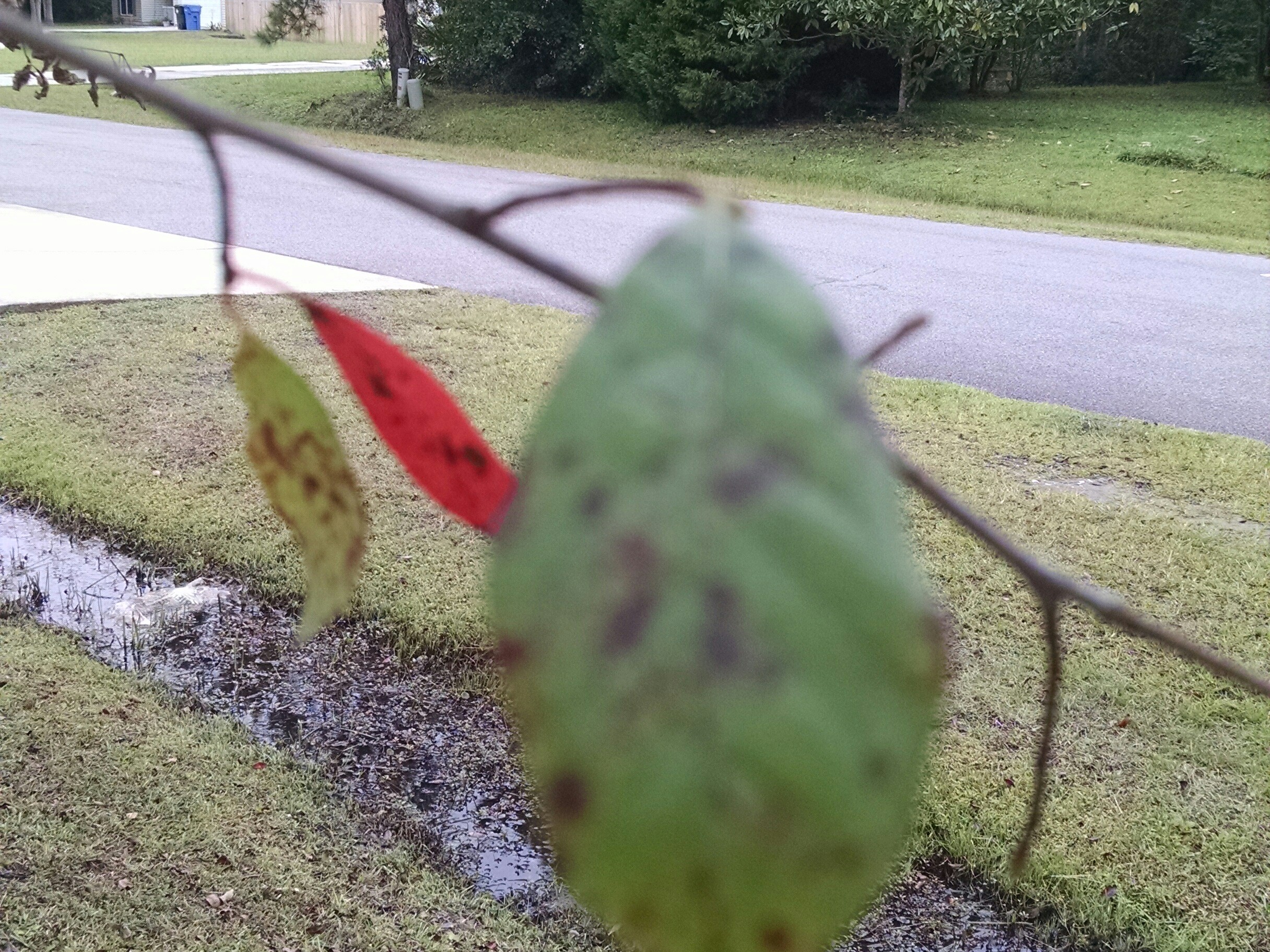 Scraggly tree | Walter Reeves: The Georgia Gardener