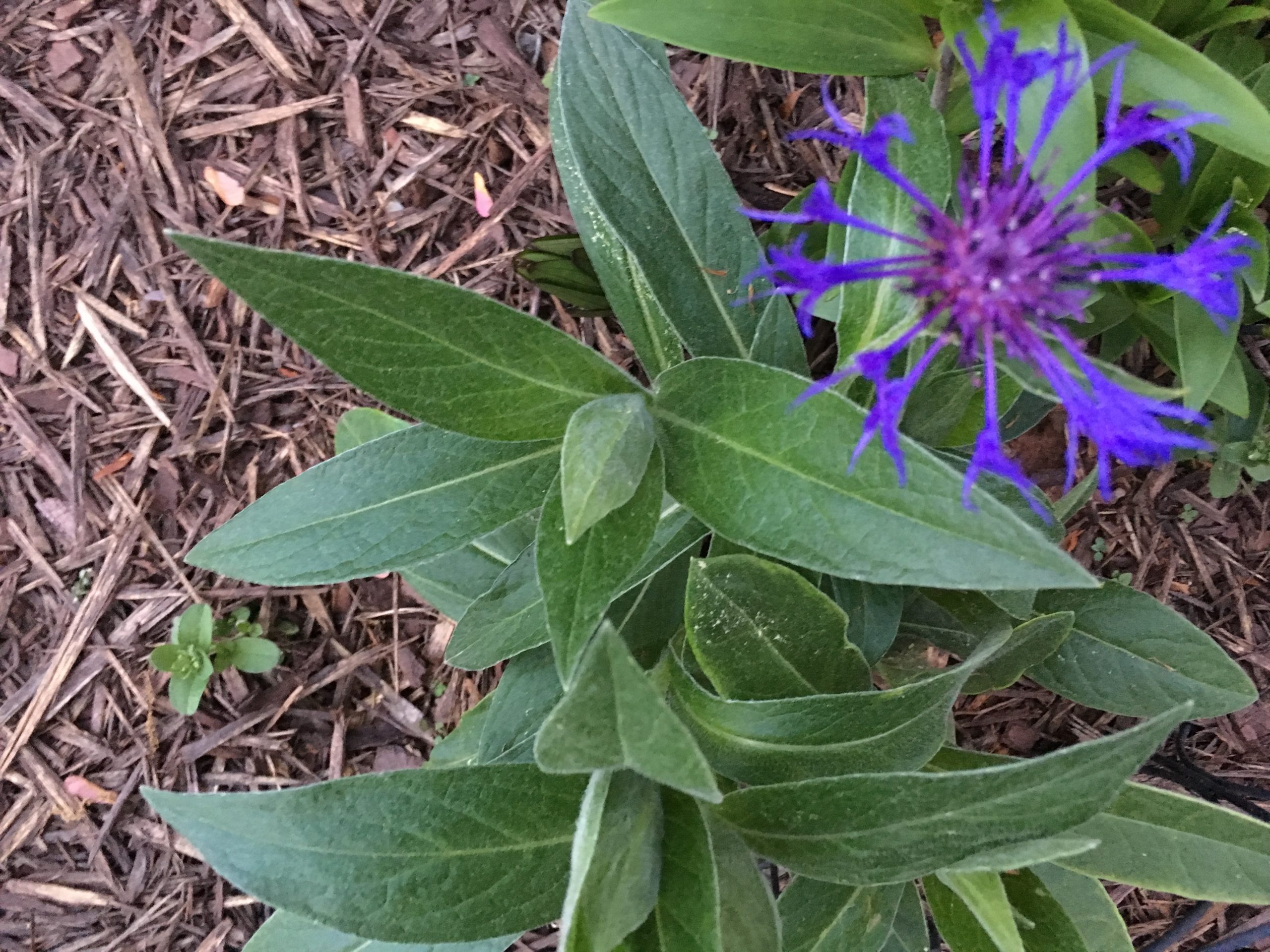 purple flowering velvety leaved plant | Walter Reeves: The Georgia Gardener