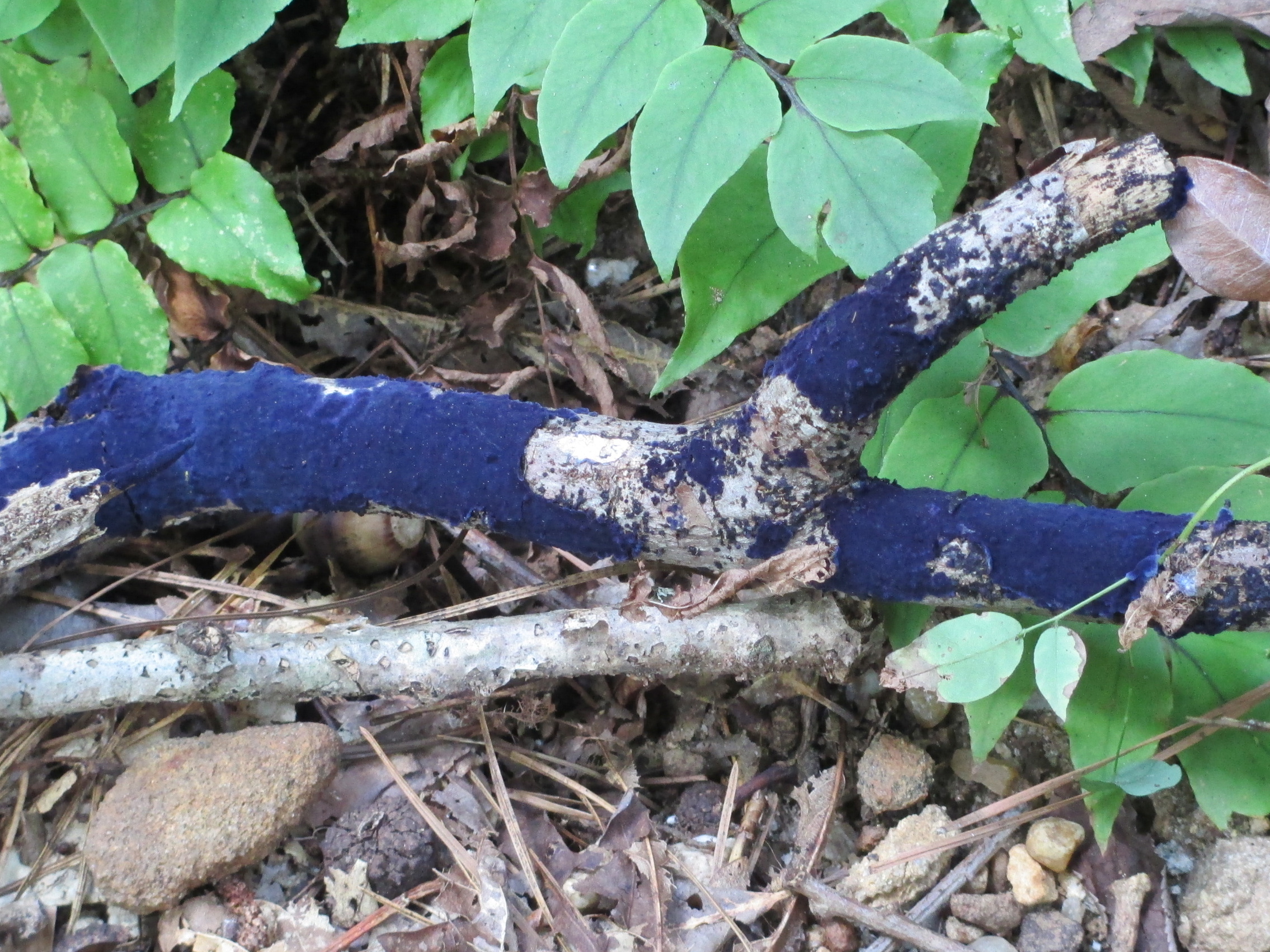 Blue mold | Walter Reeves: The Georgia Gardener