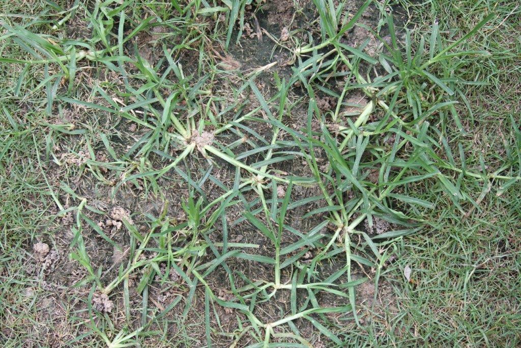 Grassy weed | Walter Reeves: The Georgia Gardener