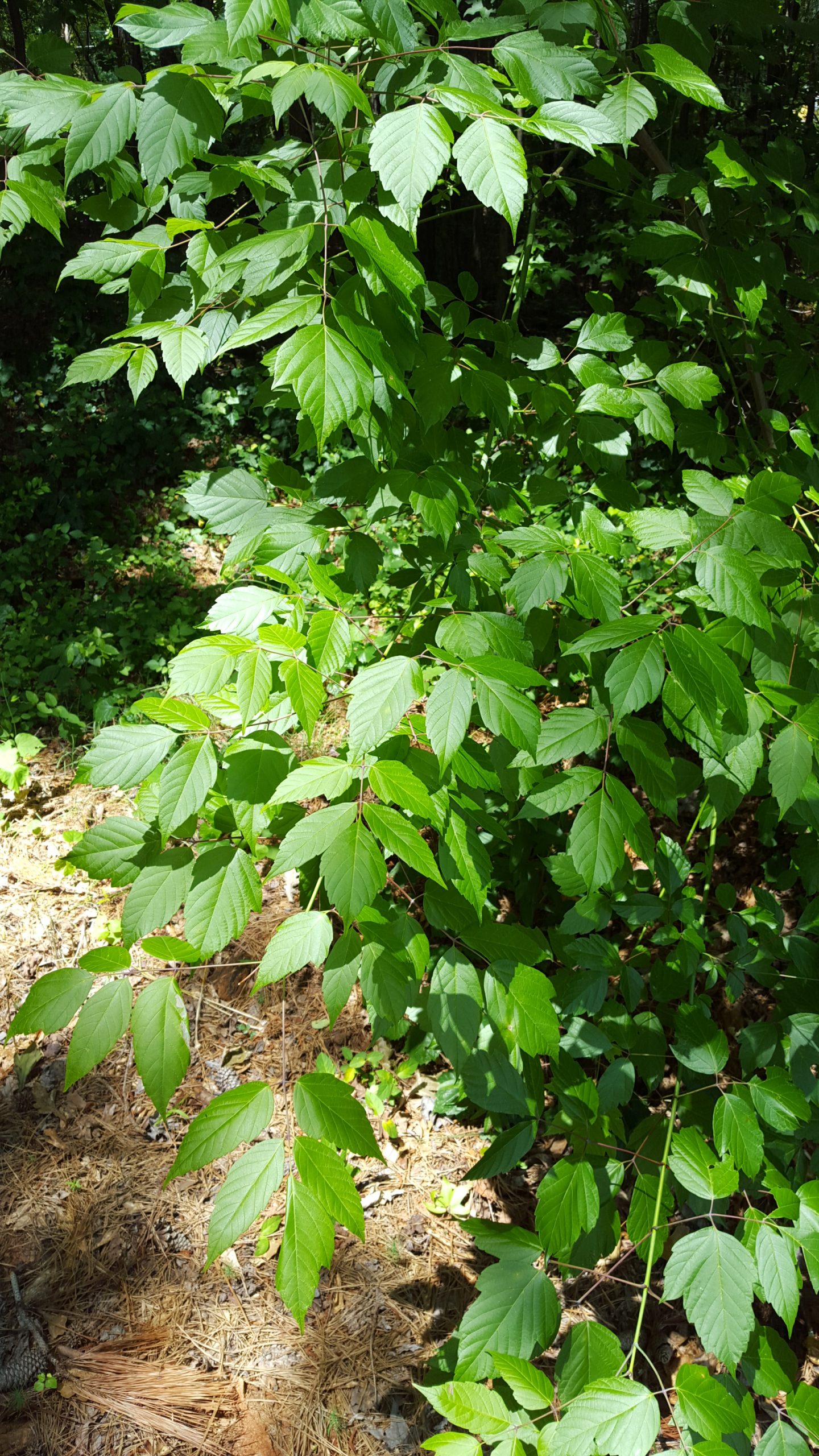 Poison Ivy? | Walter Reeves: The Georgia Gardener