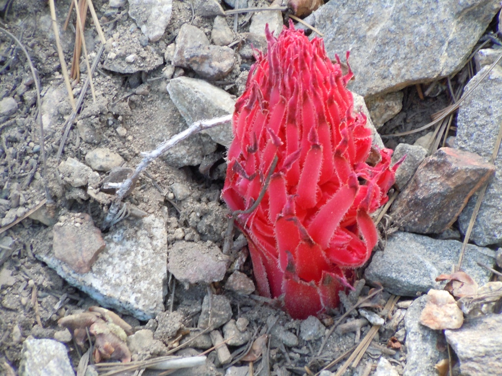 amazing mountain plant | Walter Reeves: The Georgia Gardener