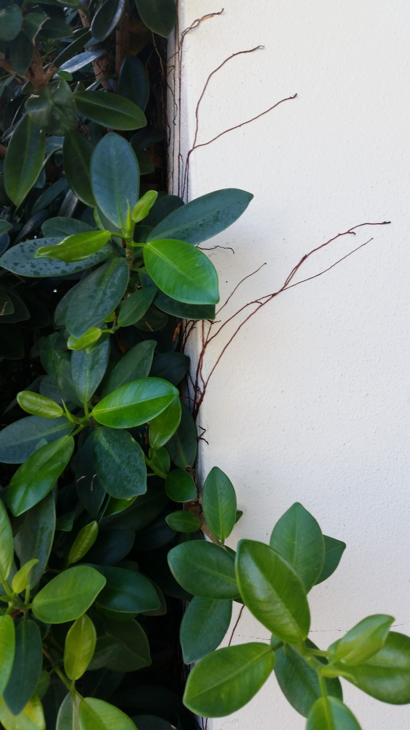 Unidentified Plant | Walter Reeves: The Georgia Gardener