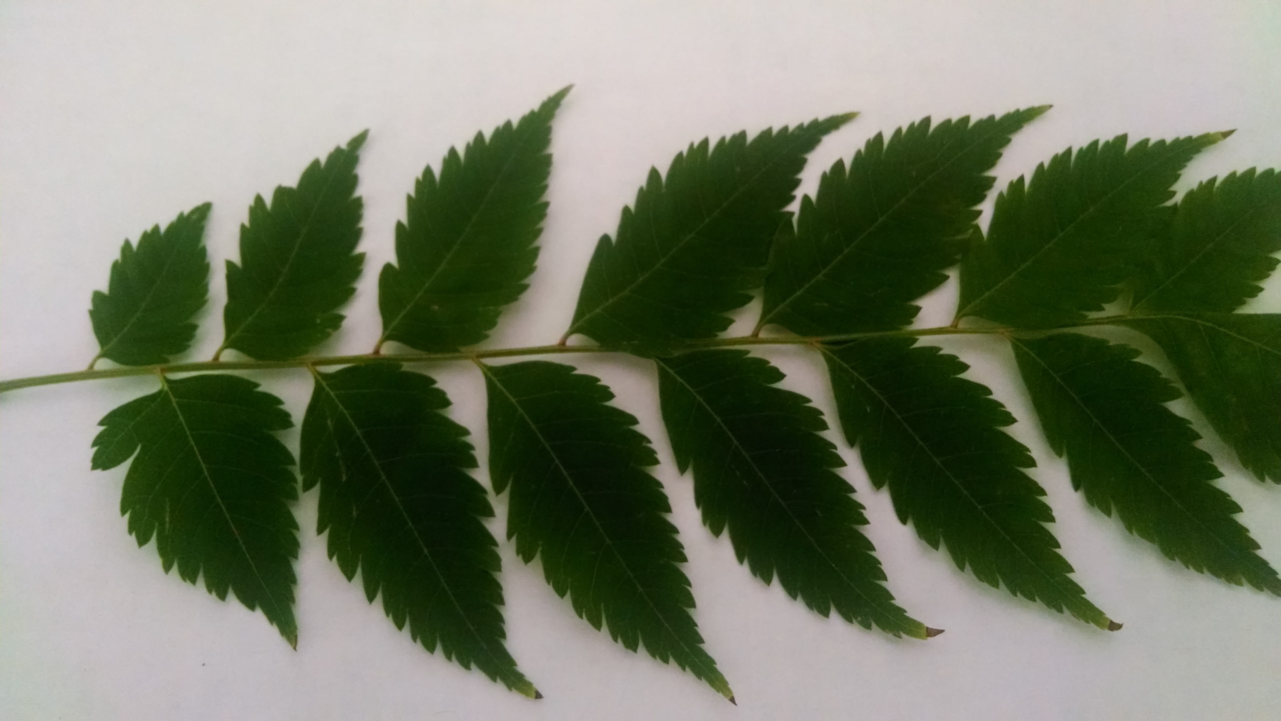 What plant | Walter Reeves: The Georgia Gardener