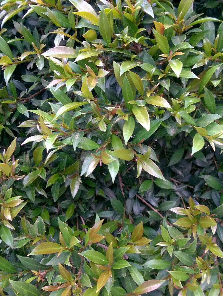 Please help identify this hedge 3 | Walter Reeves: The Georgia Gardener