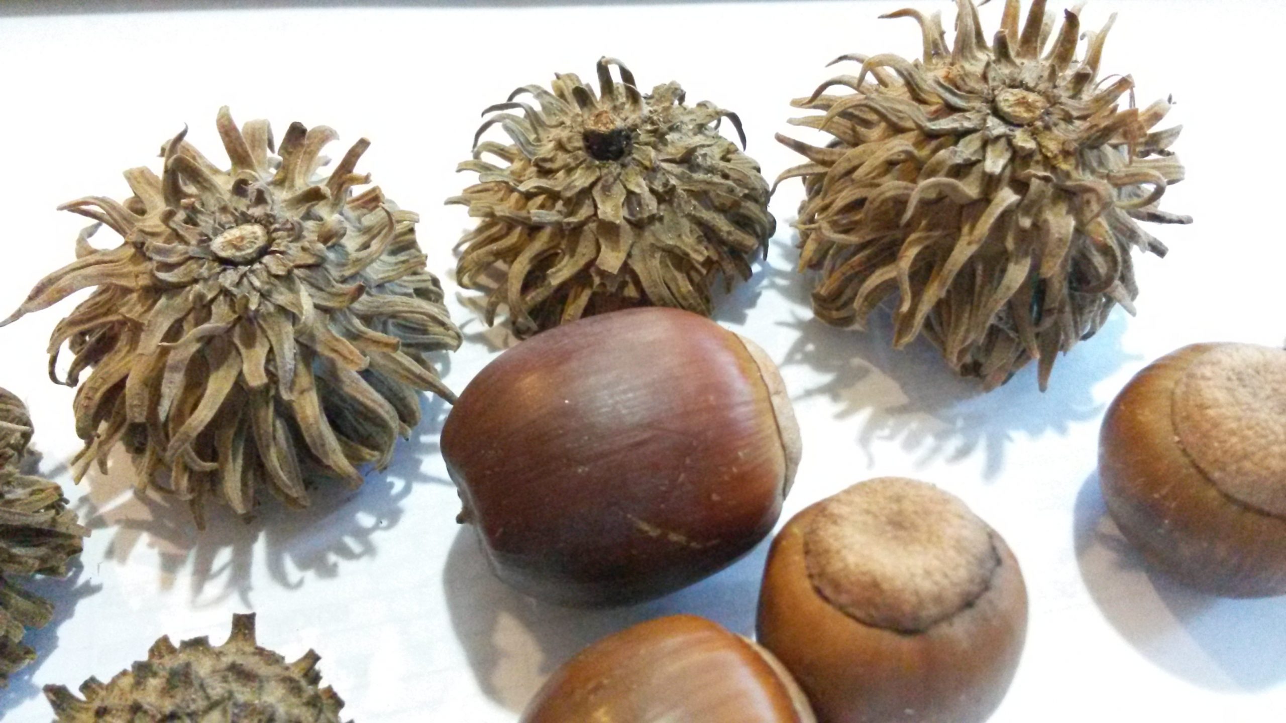 So Many Types Of Oaks So Many Acorns San Antonio