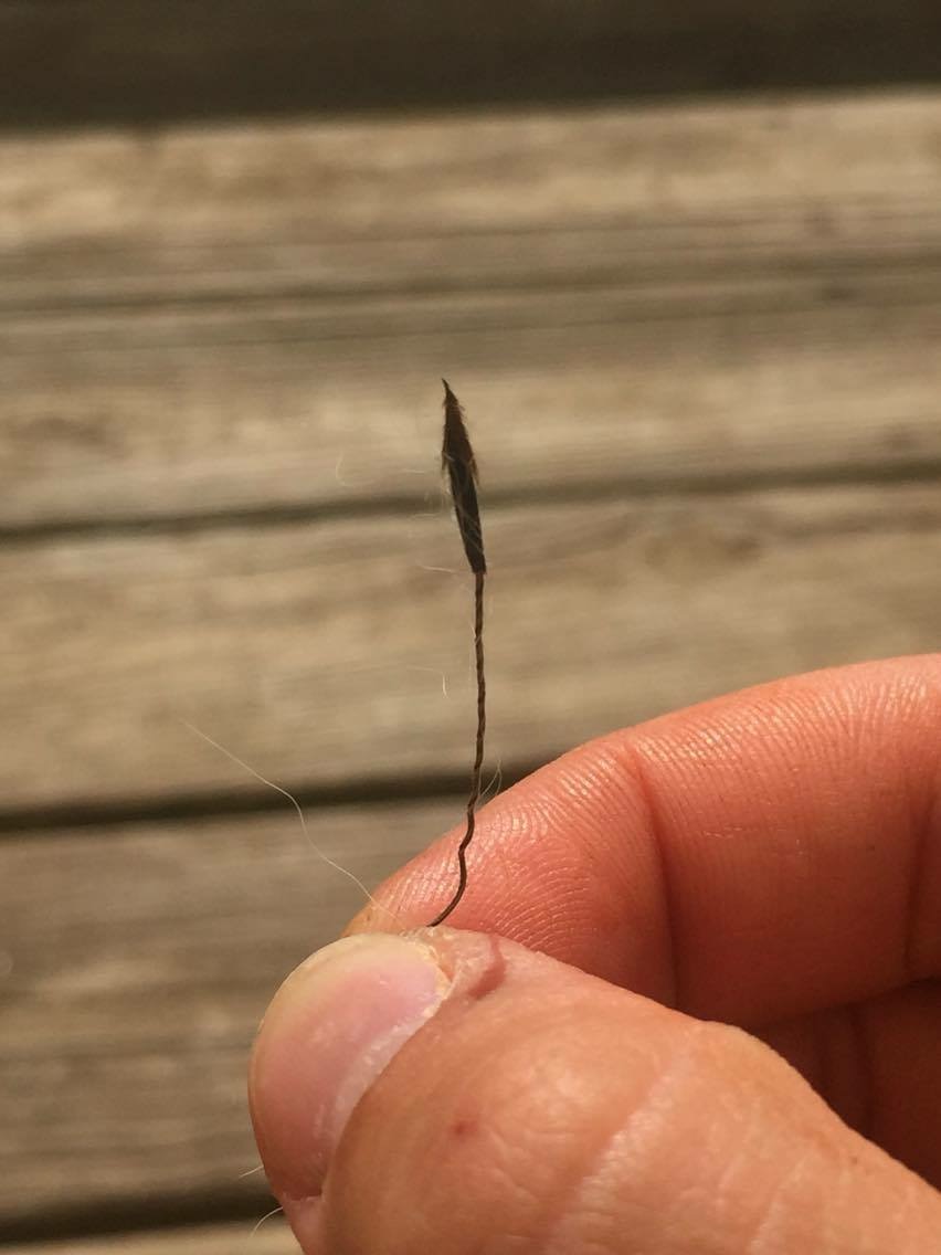 Barbed seed pod? | Walter Reeves: The Georgia Gardener