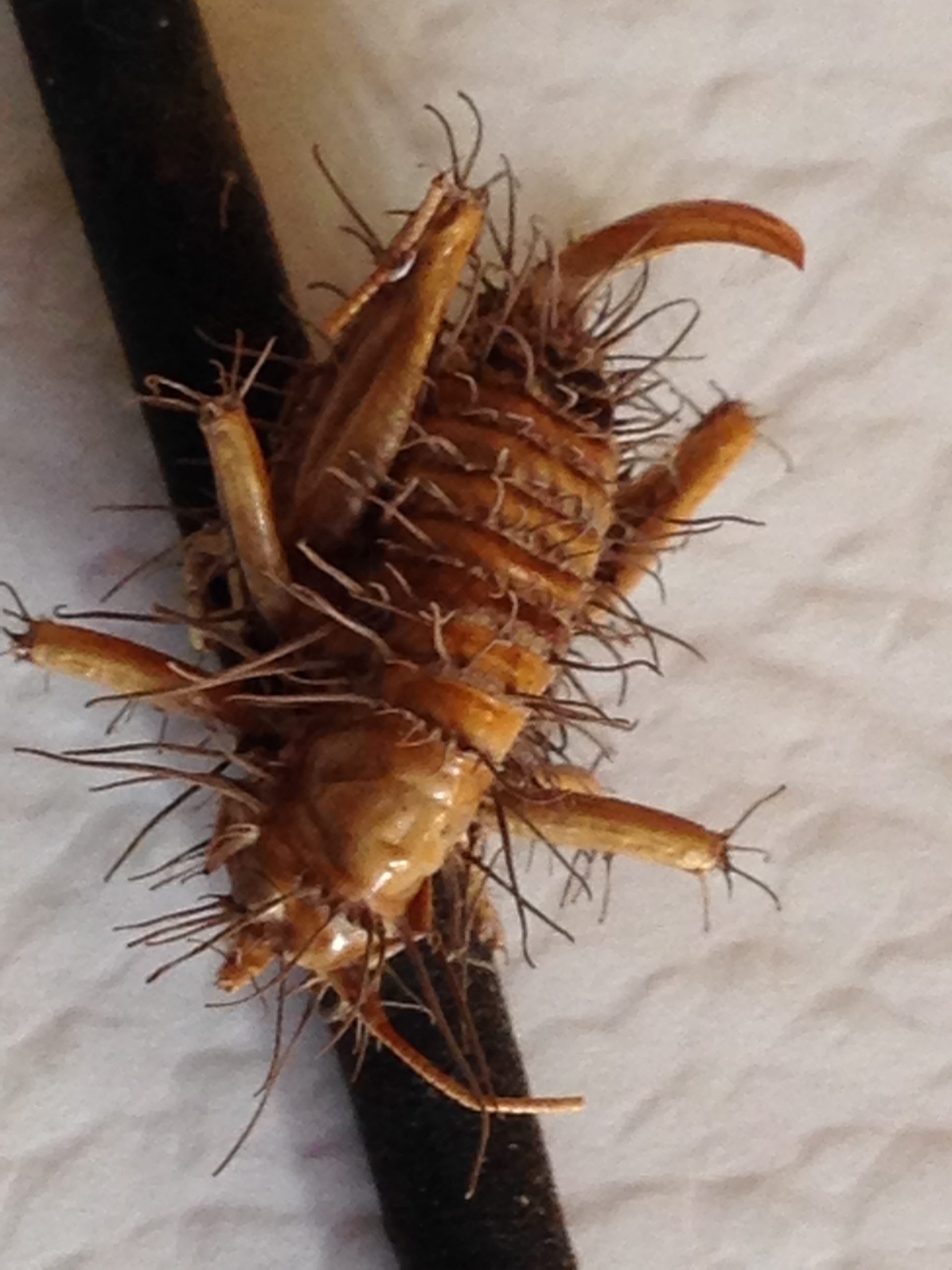 Odd bug! | Walter Reeves: The Georgia Gardener